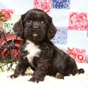 cavapoo puppies california - cavapoo adoption - Home Land Puppies