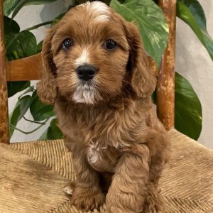 Cavapoo puppies for adoption - cavapoo puppies for adoption in ohio