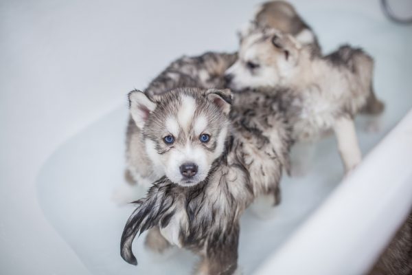 How to Groom Pomsky - Pomsky Puppies - Home Land Puppies