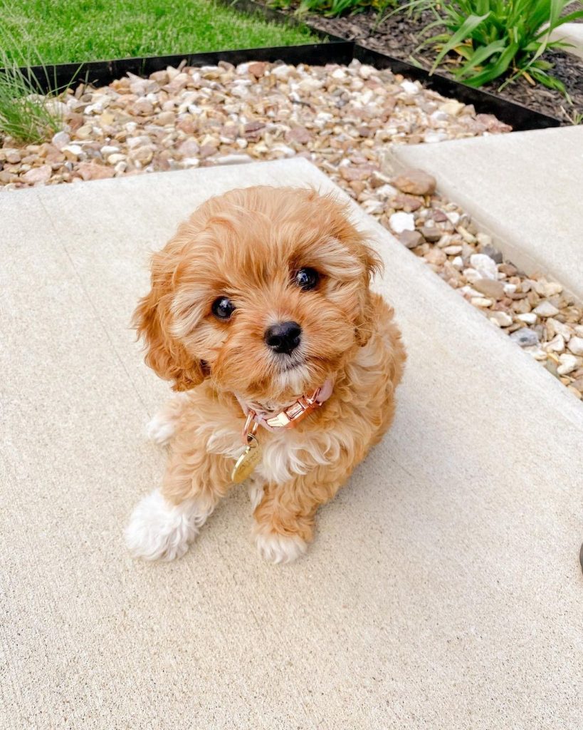 cavapoo puppies for sale - cavapoo puppies california - Puppies for Sale