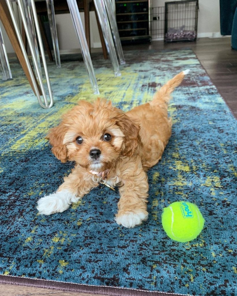 cavapoo puppies for sale - cavapoo puppies california - Puppies for Sale