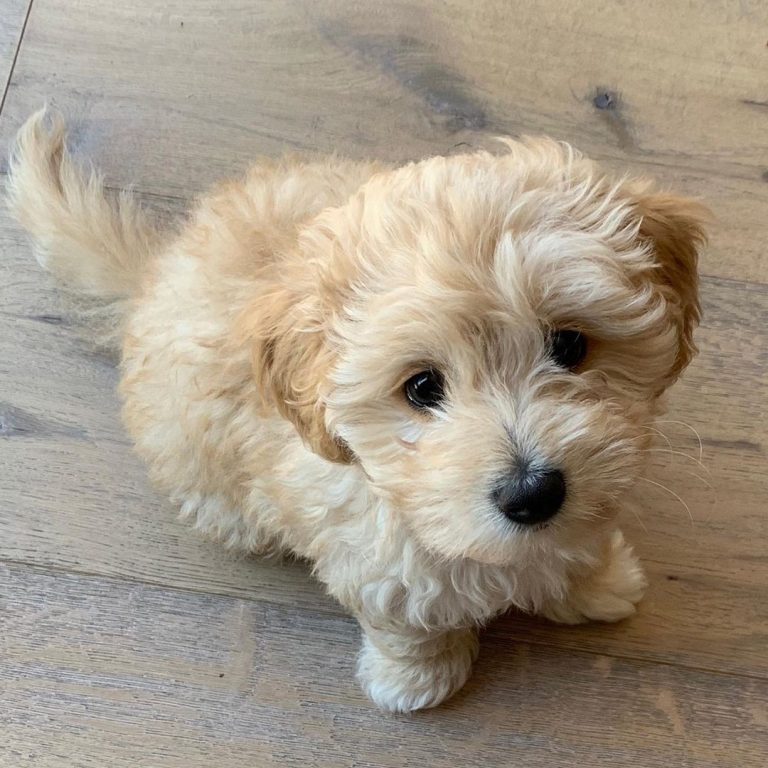 cavapoo puppies for sale near me - mini cavapoo puppies for sale florida